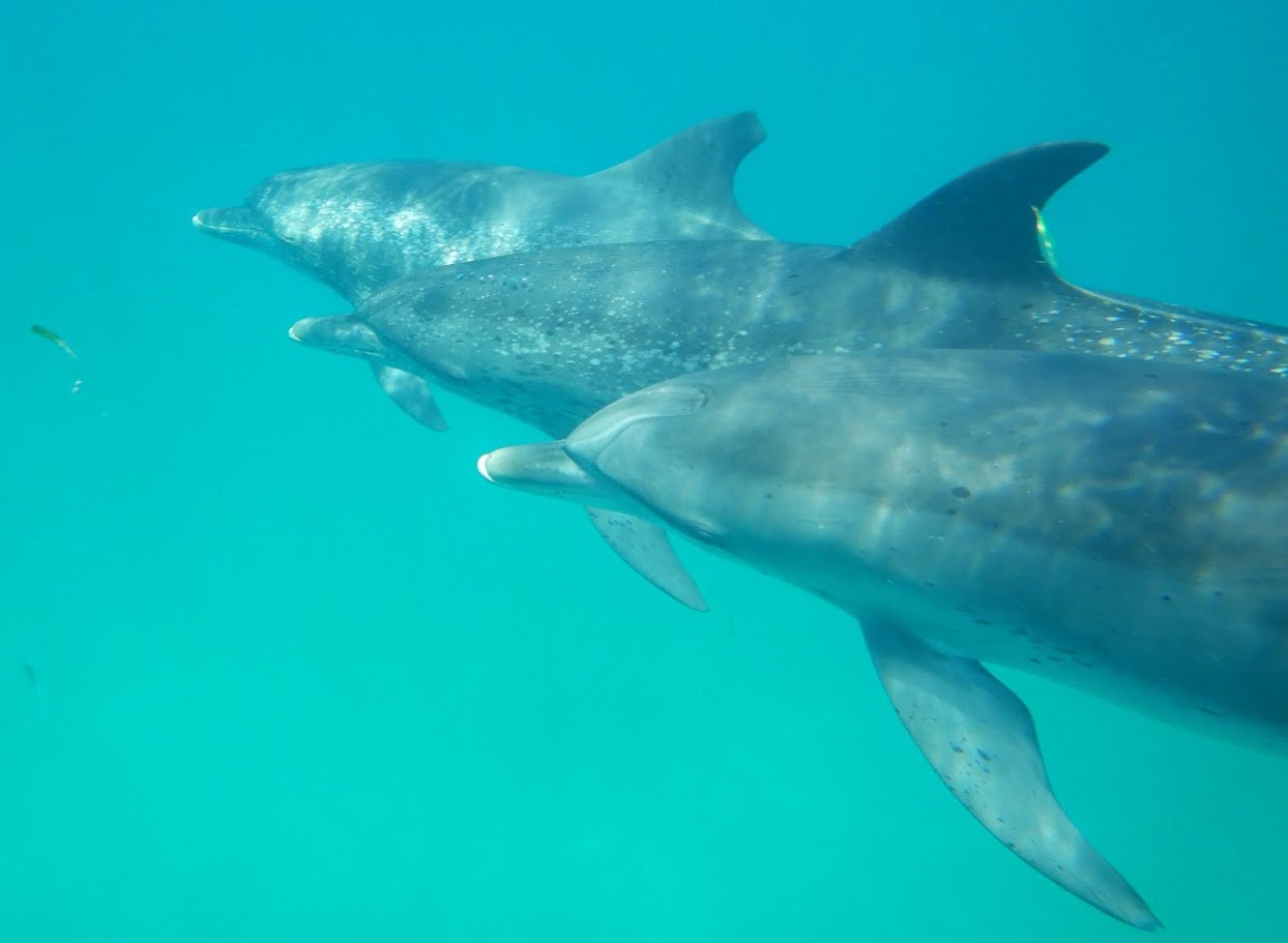 What I Learned Swimming with Dolphins - Janet Granger